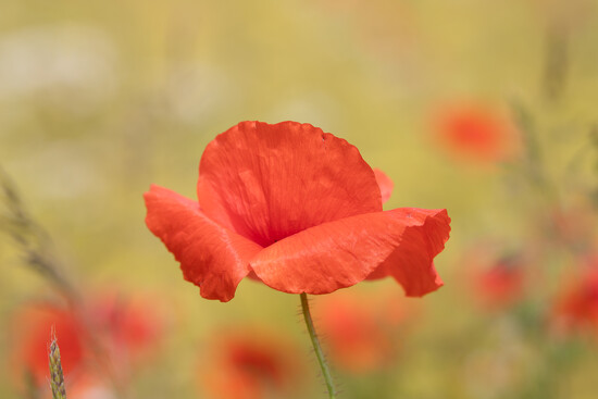 Shire Poppy by Phil Sandford · 365 Project