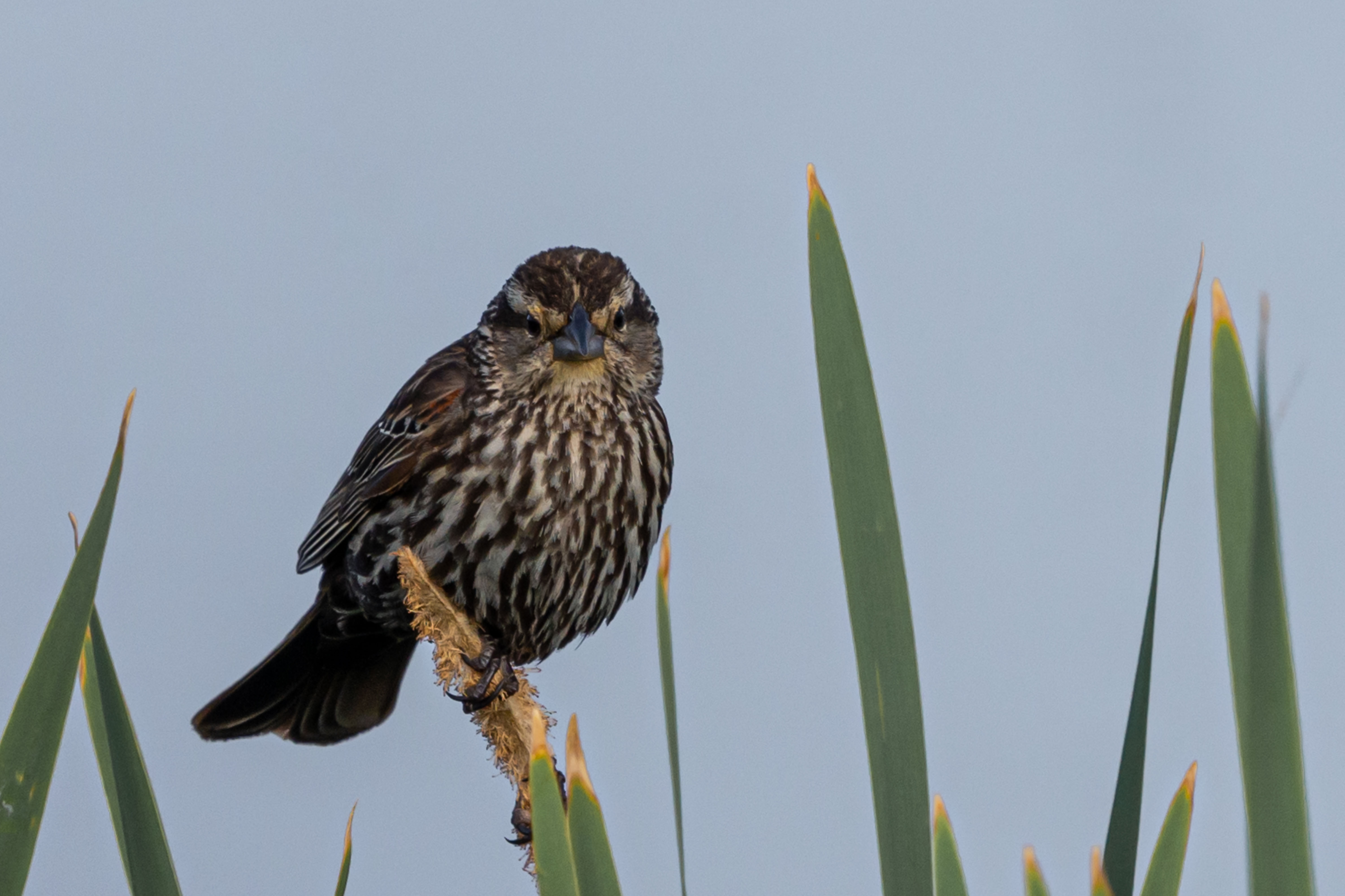 Immature Red-wing Blackbird by Wendy · 365 Project