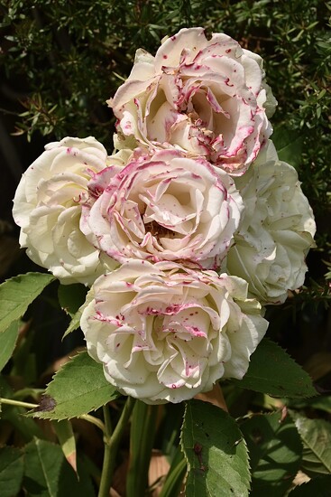 Yesterdays Roses by Susan Wakely · 365 Project