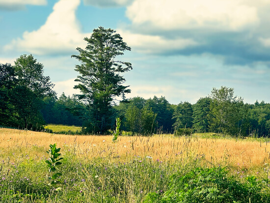 Fuller Farm by Joan Robillard · 365 Project
