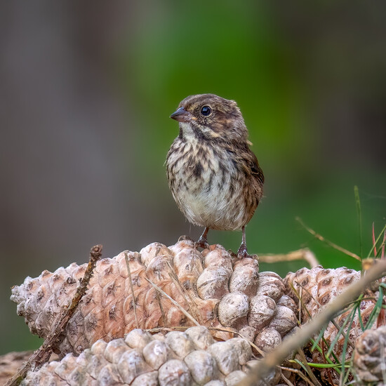 Young Song Sparrow by Nickw · 365 Project