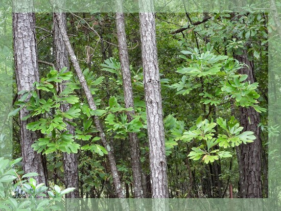 Sassafras... by Mags · 365 Project