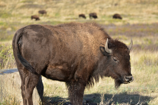 Bison Range Bison by Barb · 365 Project