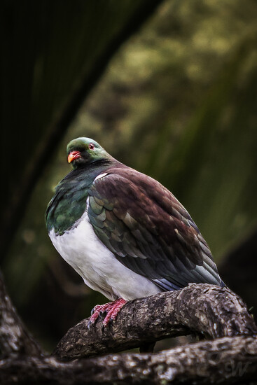 Kereru by Chris · 365 Project