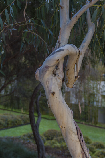 Bent branch by Brian · 365 Project