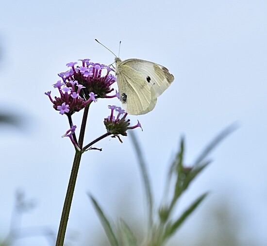 Flying high by Susan Wakely · 365 Project