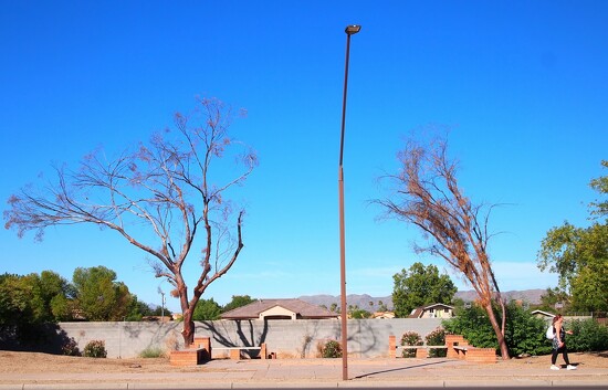 DTP (dead tree project) #4 by Krista Marson · 365 Project