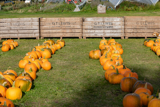 Pumpkin Picking by Richard Lewis · 365 Project