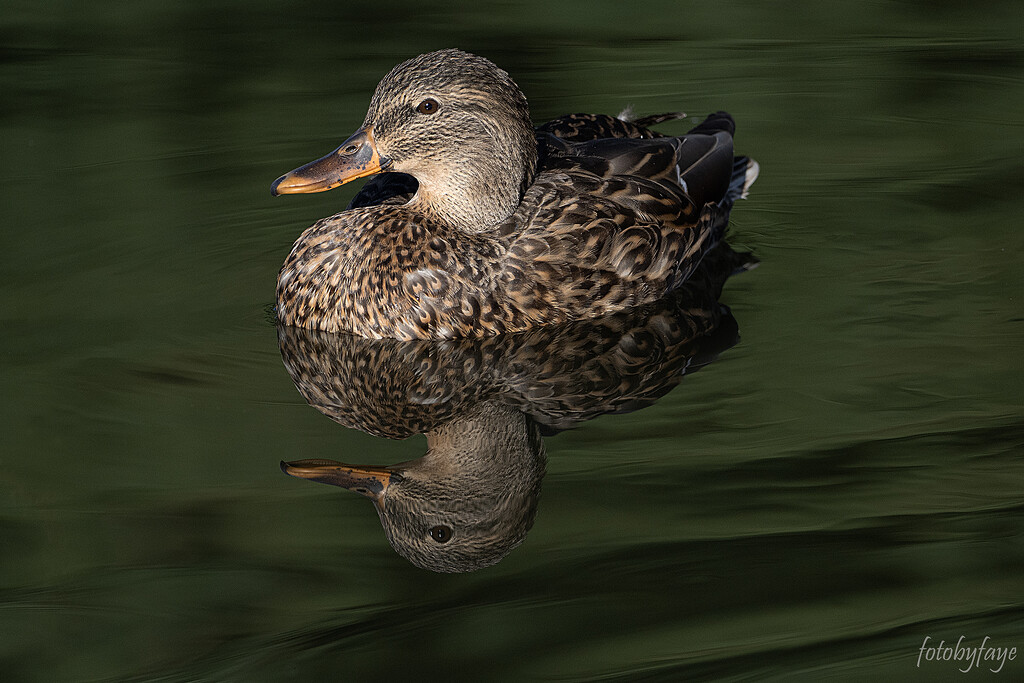 Female Mallard Duck by Faye Turner · 365 Project