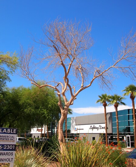 DTP (dead tree project) #18 by Krista Marson · 365 Project