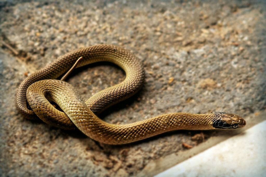 A sneaky little snake by Diana · 365 Project