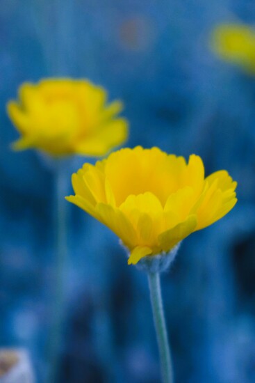 11 2 Desert Marigold with blue background by Sand Lily · 365 Project