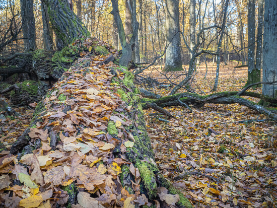 An old fallen oak tree. by haskar · 365 Project