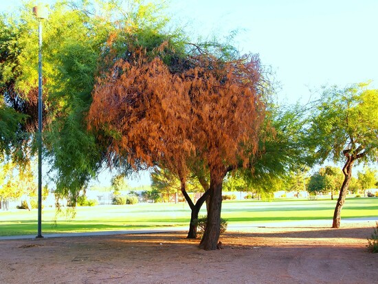DTP (dead tree project) #36 by Krista Marson · 365 Project