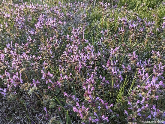 Flourishing spring weed by Thom Mitchell · 365 Project