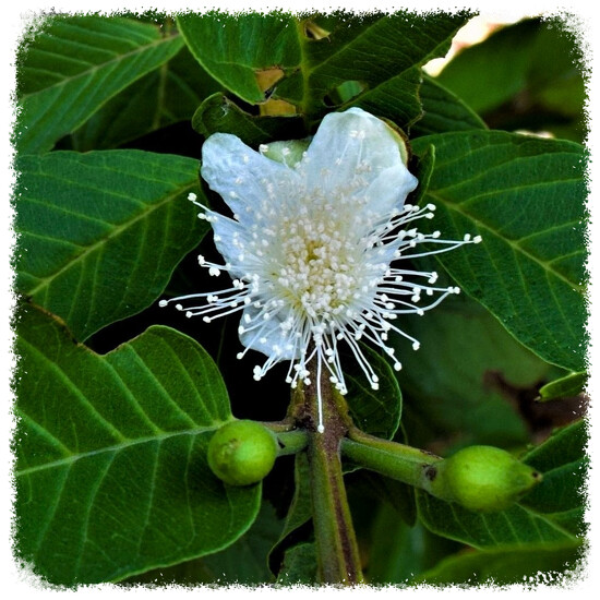 Fig Tree Flower & Fruit ~ . by Valerie Chesney · 365 Project
