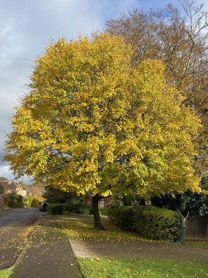 The leaves are changing by Susan Wakely · 365 Project