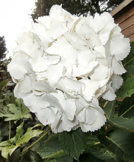 Hydrangea......... by Kitty Hawke · 365 Project