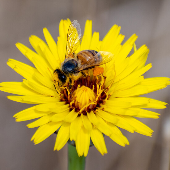 Pollen Overload by Elisa Smith · 365 Project