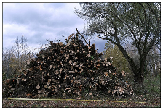 1115-F5262 by borof · 365 Project