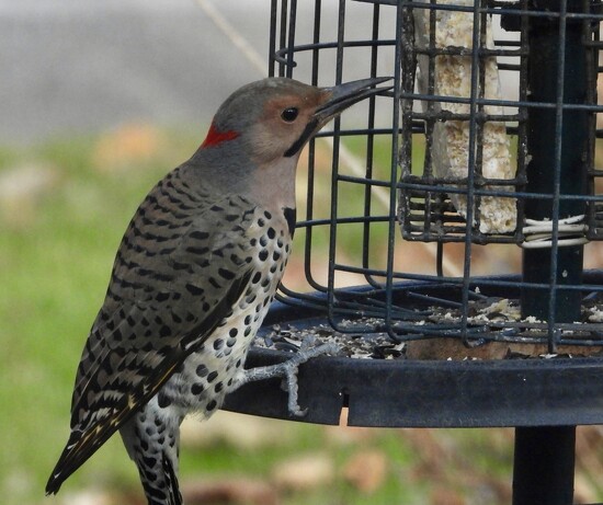 flicker at the feeder by amyK · 365 Project