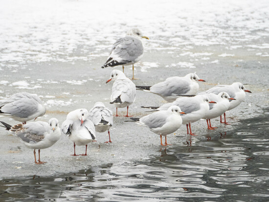 Waiting for spring by haskar · 365 Project
