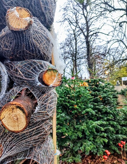 Tree Amigos by Boxplayer · 365 Project