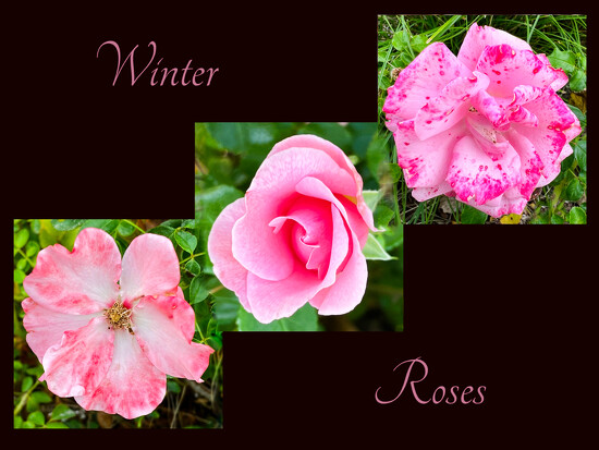 Flashback Redo #2 (This is the original Redo) by Shutterbug · 365 Project