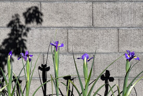 Flashback-Redo #5 by Shutterbug · 365 Project