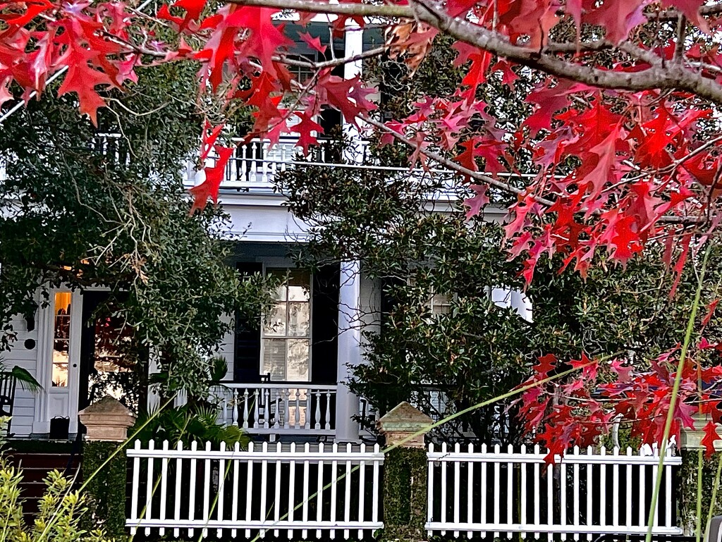 Autumn oaks by John · 365 Project