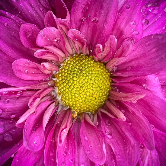 Flashback-Redo #19 by Shutterbug · 365 Project