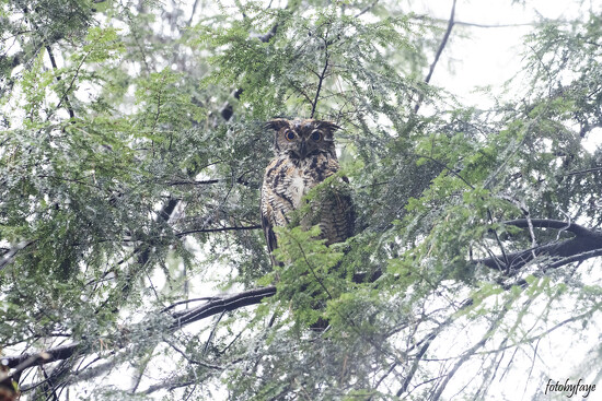 Great Horned Owl by Faye Turner · 365 Project