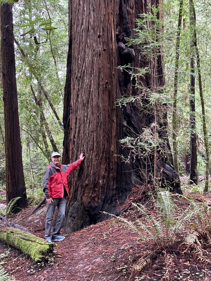 Jay and a Redwood tree by Shutterbug · 365 Project
