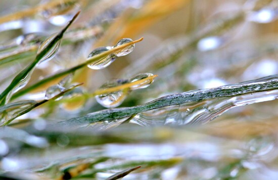 Icy Grass by *lynn · 365 Project