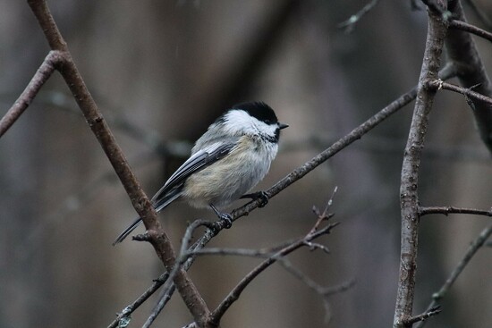 Poor Little Floof by Jessica Eby · 365 Project