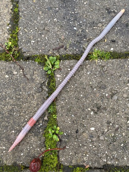 Weird worm by Susan Wakely · 365 Project