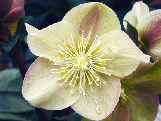 First Hellebore by Carole Sandford · 365 Project
