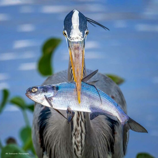 Maybe lunch and dinner! by PhotoCrazy · 365 Project