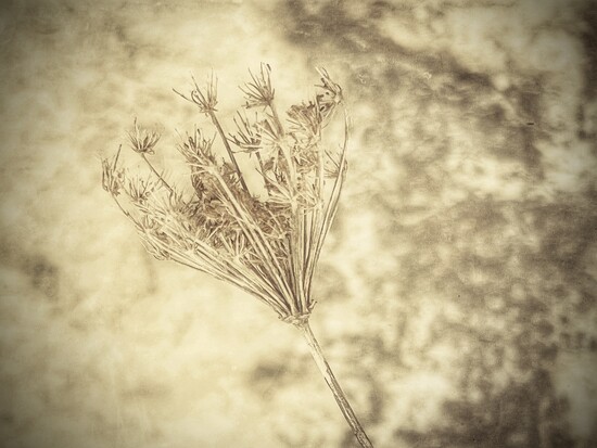 6january by amyK · 365 Project