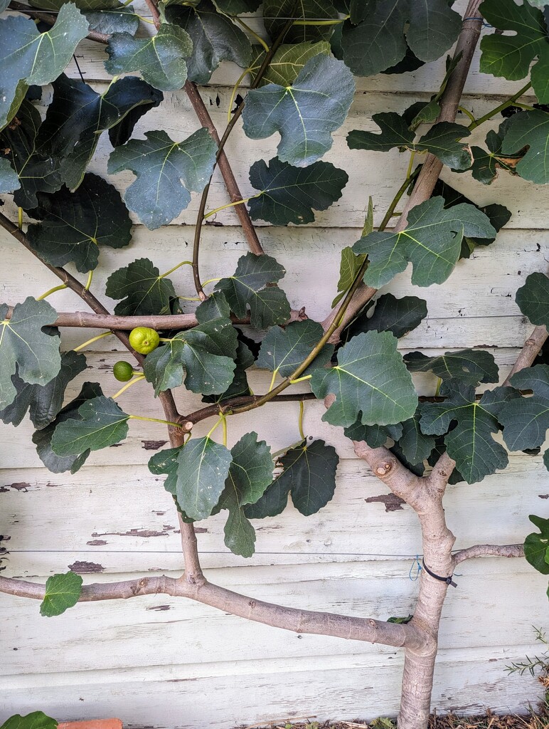 Espalier Fig by ELFord 🇦🇺 · 365 Project