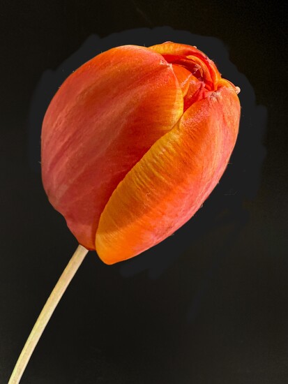 Tulip Delight by Shutterbug · 365 Project