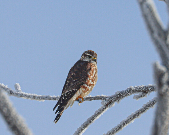 kestrel by April · 365 Project