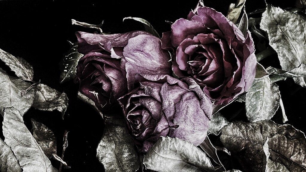 Miss Haversham’s Bouquet by Carole Sandford · 365 Project