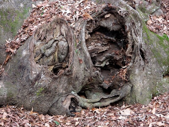 Root creature - closeup... by Mags · 365 Project