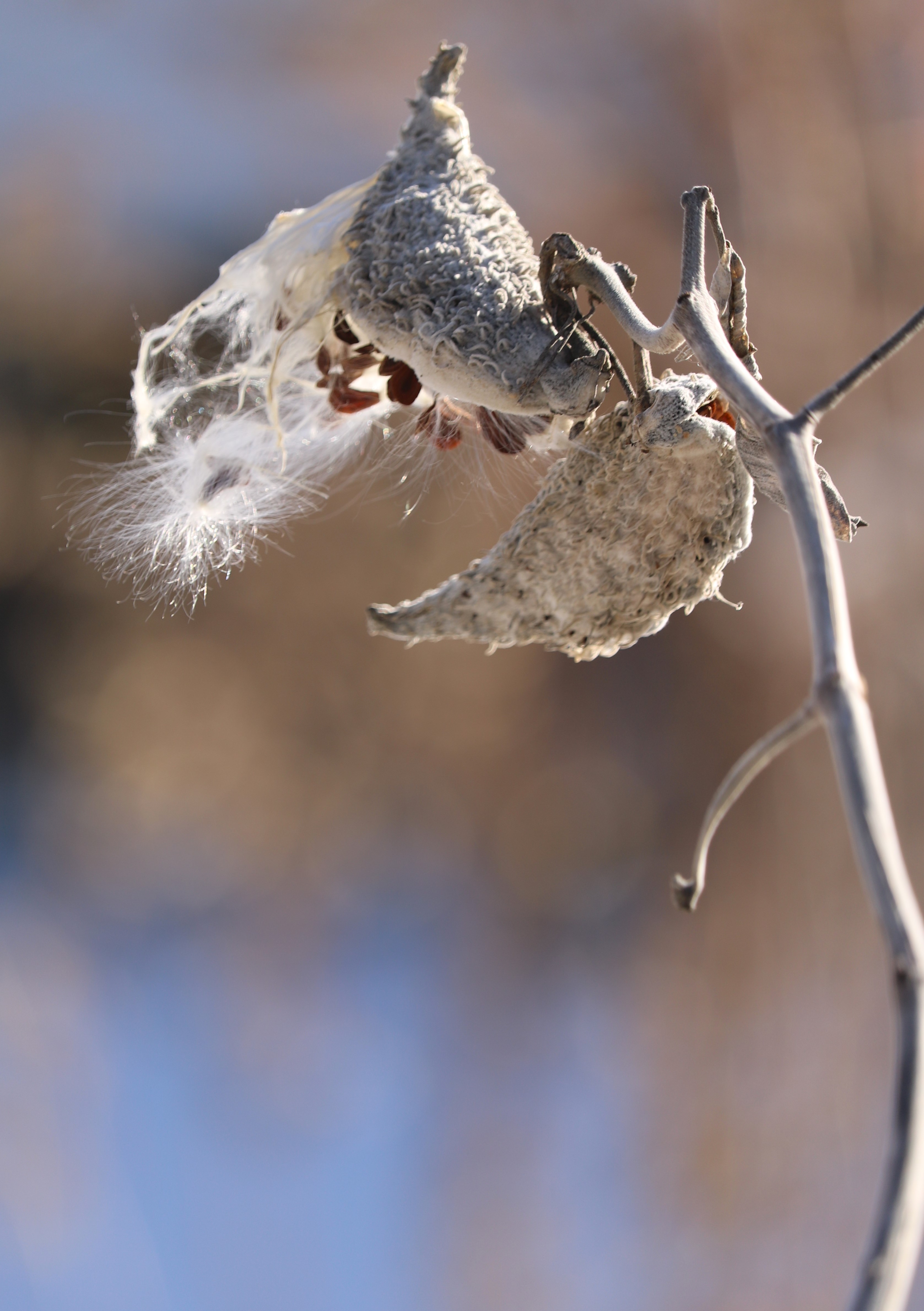 January 18: Milkweed Pod by Daisy Miller · 365 Project