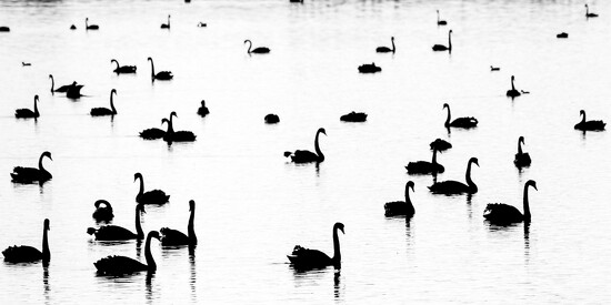 Black Swans at a distance by Elisa Smith · 365 Project