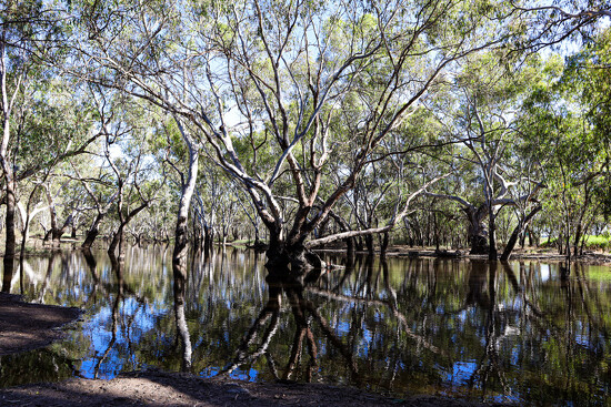 Down by the billabong by Suzanne · 365 Project