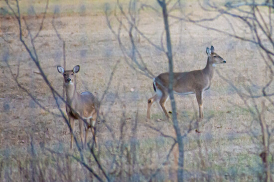 Evening rendezvous... by GaryW · 365 Project