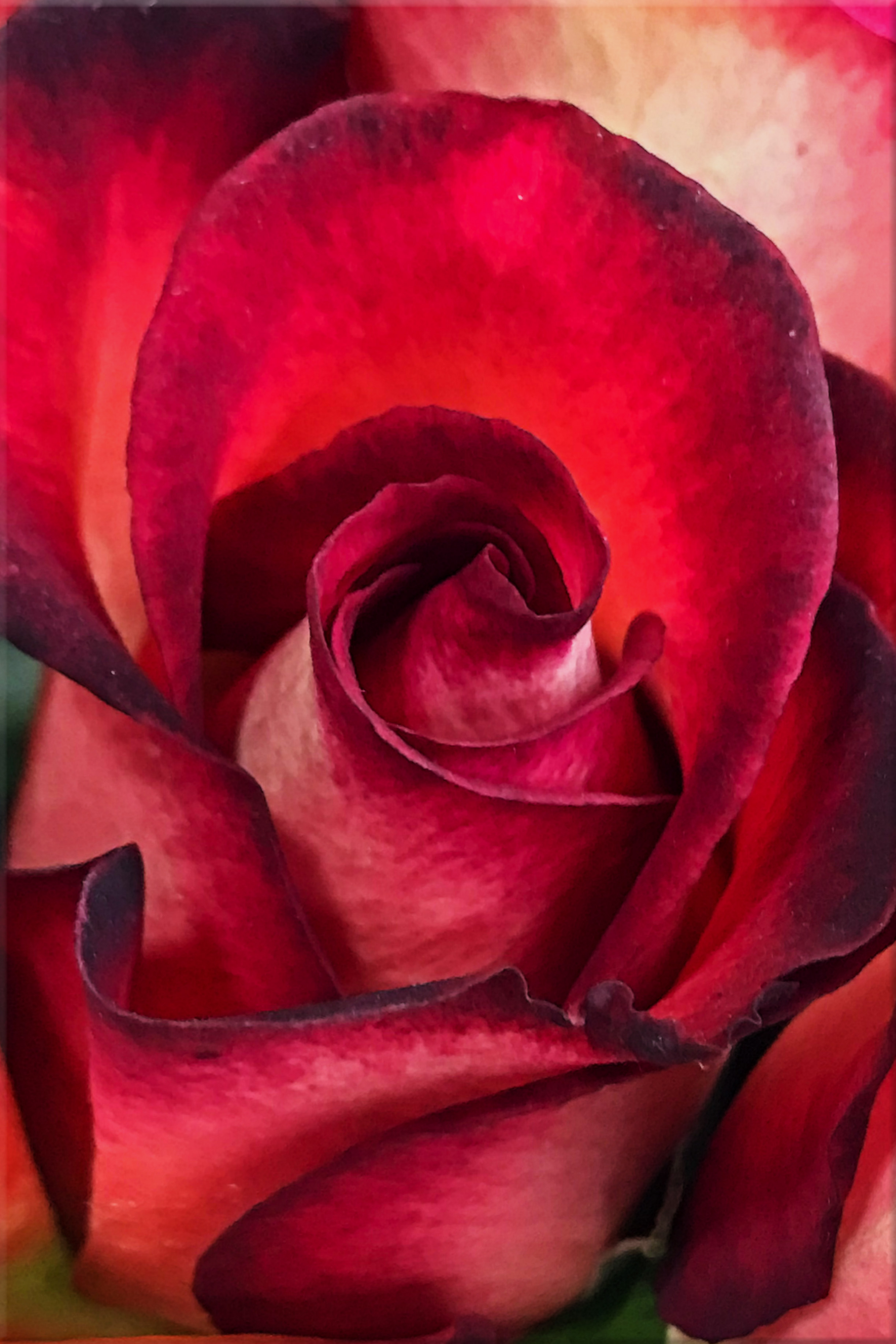 A Rose Is Still a Rose by Christine Sztukowski · 365 Project