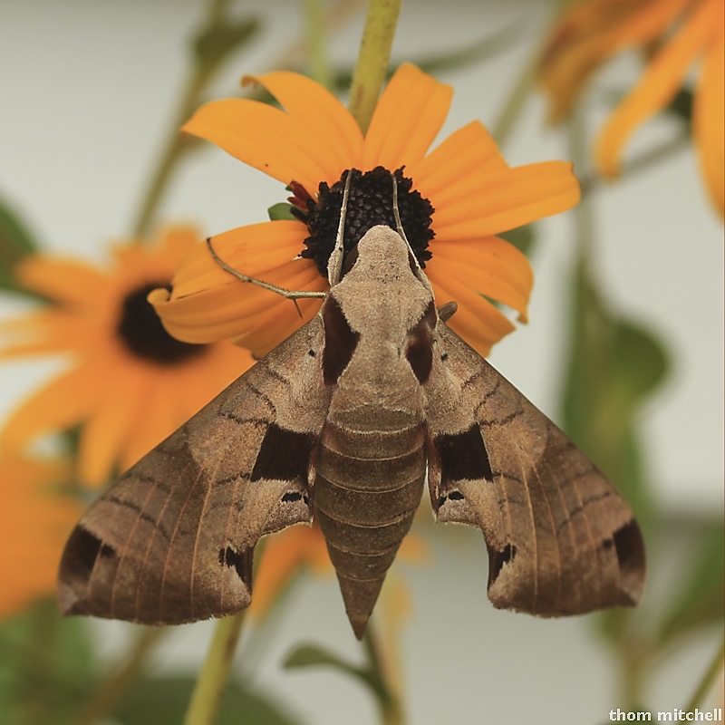Achemon Sphinx moth by Thom Mitchell · 365 Project